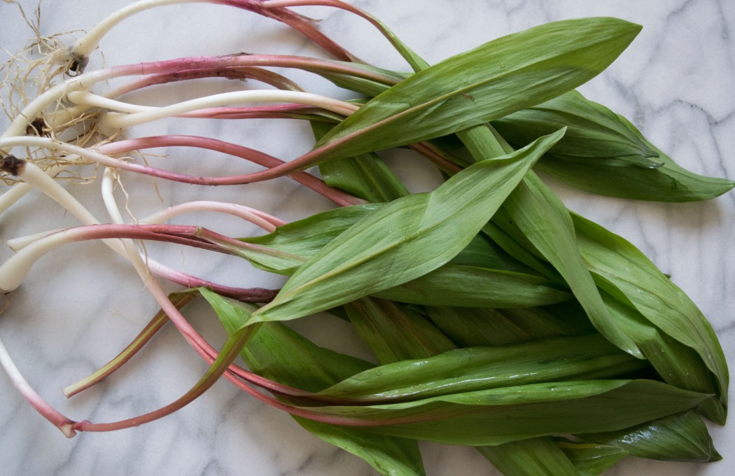 A Ramp Round UP: Three Ways to Use The Elusive Spring Veggie - Witten ...